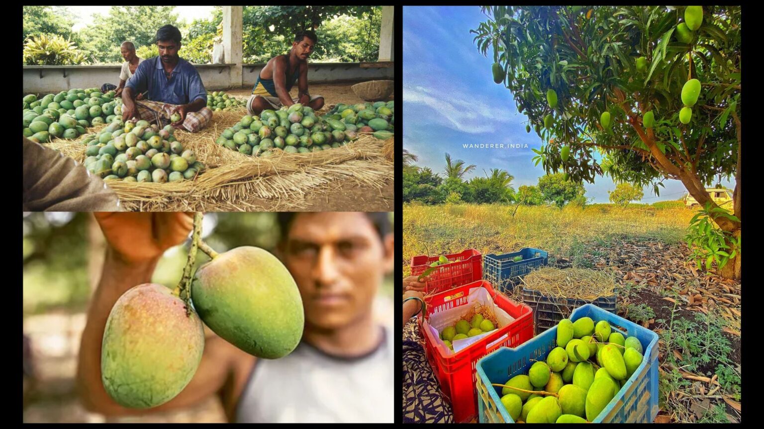 Mango, Monsoon & Money: Gujarat’s Juicy Love Affair with the King of ...