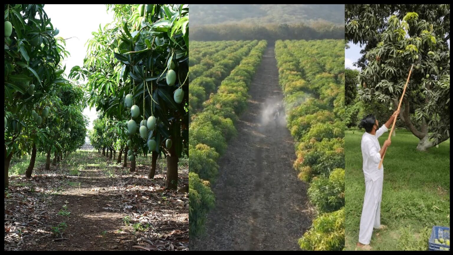 Mango, Monsoon & Money: Gujarat’s Juicy Love Affair with the King of ...